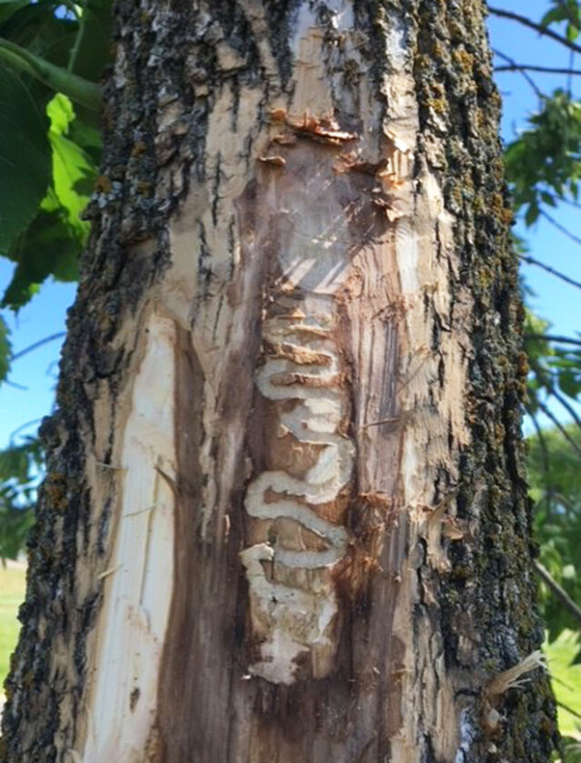 EAB spreading in Fairmont | News, Sports, Jobs - Fairmont Sentinel